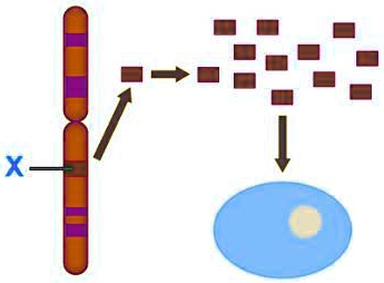 someone please help me the diagram shows the process used in gene ...