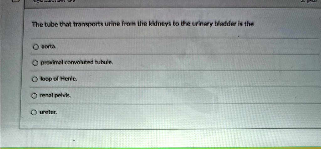 The tube that transports urine from the kidneys to the urinary bladder ...