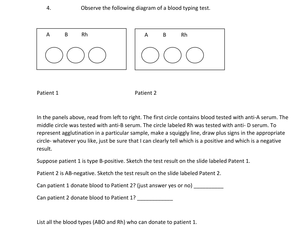 4 observe the following diagram of a blood typing test a b rh a b rh ...