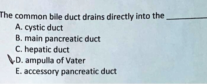 A. cystic duct B. main pancreatic duct C. hepatic duct D. ampulla of ...