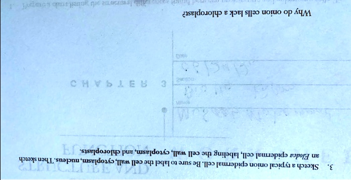 tc do onion cells lack a chloroplast why 3 8 4 4 h the cell wall ...