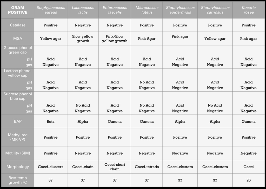 SOLVED: GRAM POSITIVE Staphylococcus Lactococcus lactis Enterococcus ...