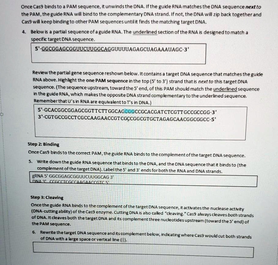 SOLVED: Once Cas9 binds to a PAM sequence, it unwinds the DNA. If the ...