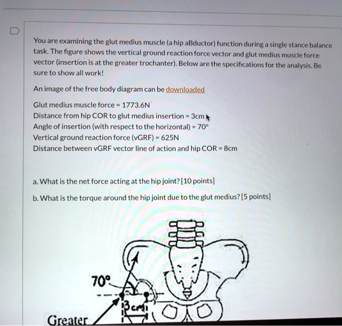 You are examining the glut medius muscle (a hip aBductor) function ...