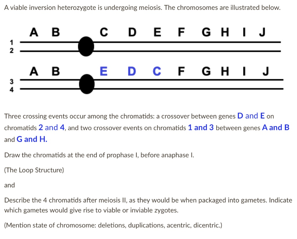 SOLVED: A viable inversion heterozygote is undergoing meiosis. The ...