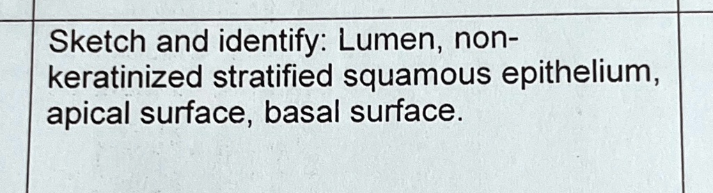 Sketch and identify: Lumen, nonkeratinized stratified squamous ...