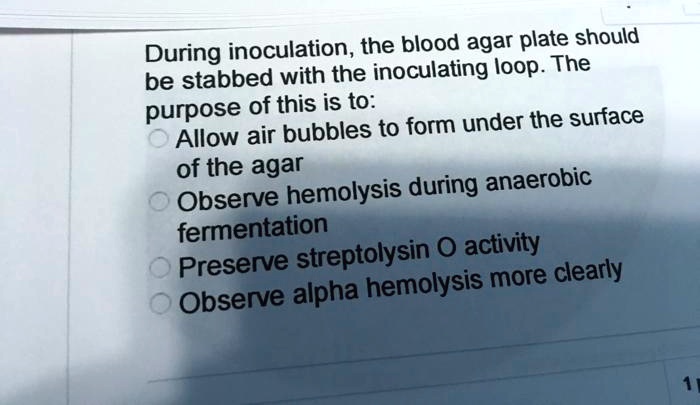 SOLVED: During inoculation, the blood agar plate should be stabbed with ...