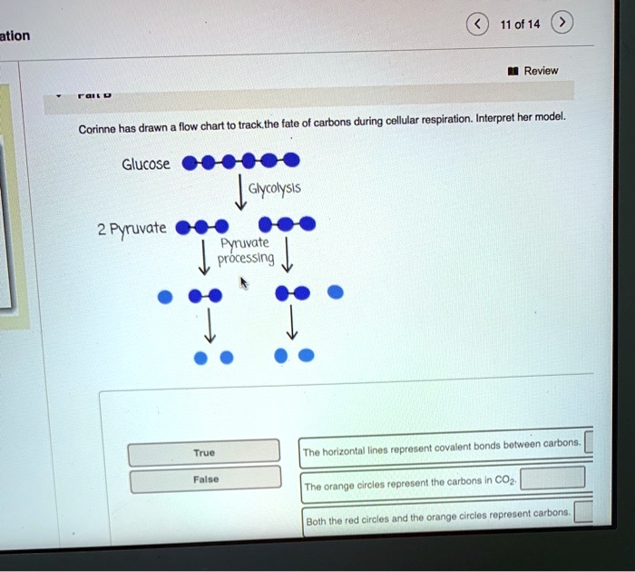 SOLVED: 11 of 14 atlon Roview' flow chart to track the fate of carbons during cellular ...
