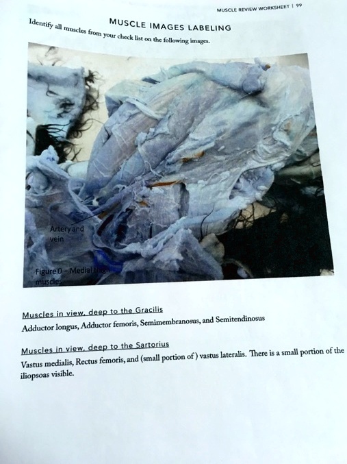 Solved Muscle Images Labeling Artery And Vein Figure 0 Medial Muscles In View Deep To The