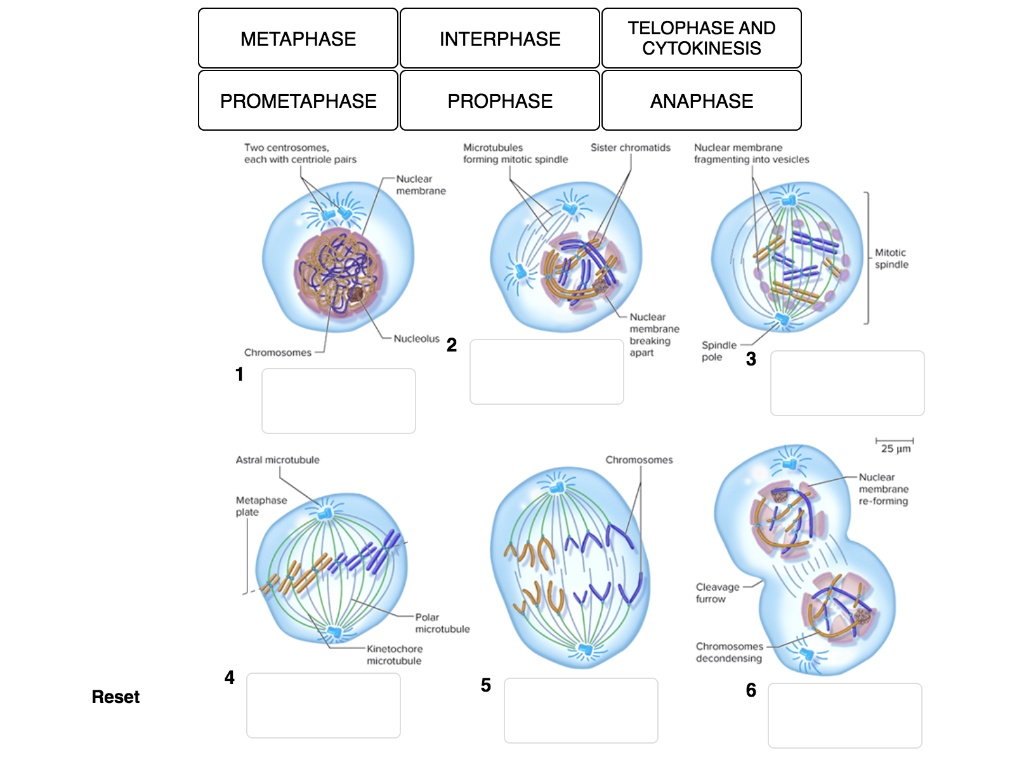 SOLVED:TELOPHASE AND CYTOKINESIS METAPHASE INTERPHASE PROMETAPHASE ...