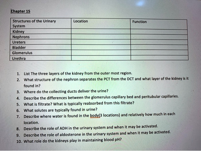 Chapter 15 Structures of the Urinary System Kidney Nephrons Ureters ...