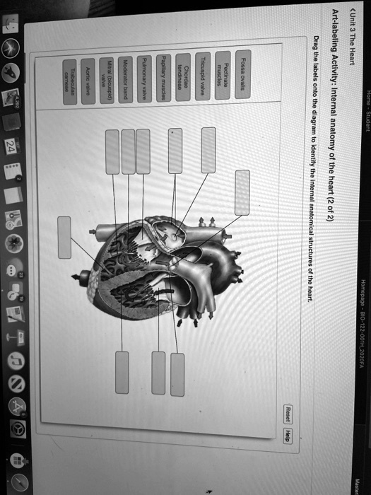 SOLVED: Unit 3: The Heart - Drag the labels onto the diagram to identify the internal structures ...