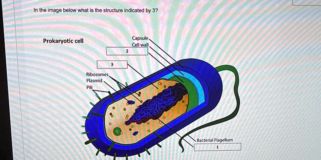 SOLVED: 'In the image below what is the structure indicated by 3 ...