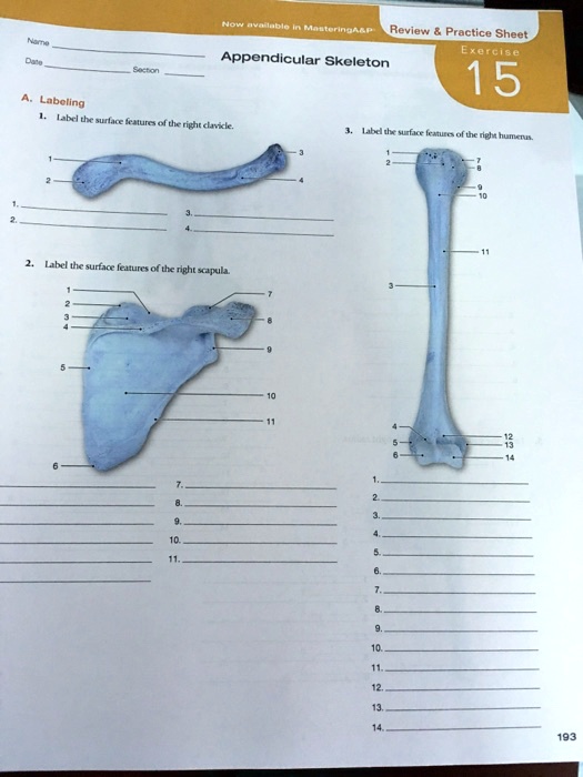 Name Date Section Now available in MasteringA P Appendicular Skeleton Review Practice Sheet ...
