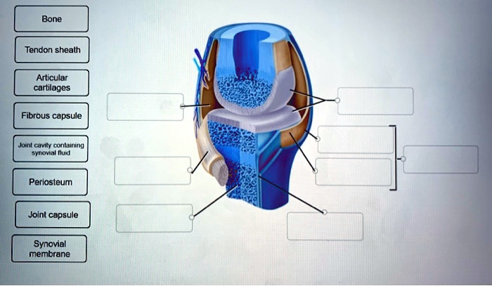 Bone Tendon sheath Articular cartilages Fibrous capsule Joint cavity ...