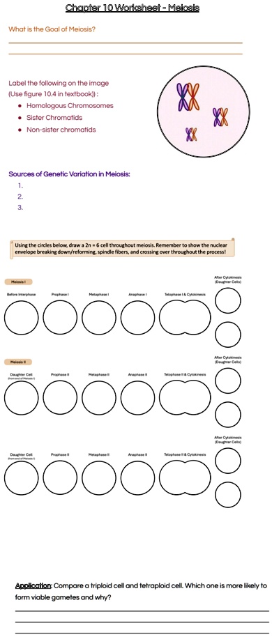 [GET ANSWER] Chapter 10 Worksheet - Meiosis What is the Goal of Meiosis ...