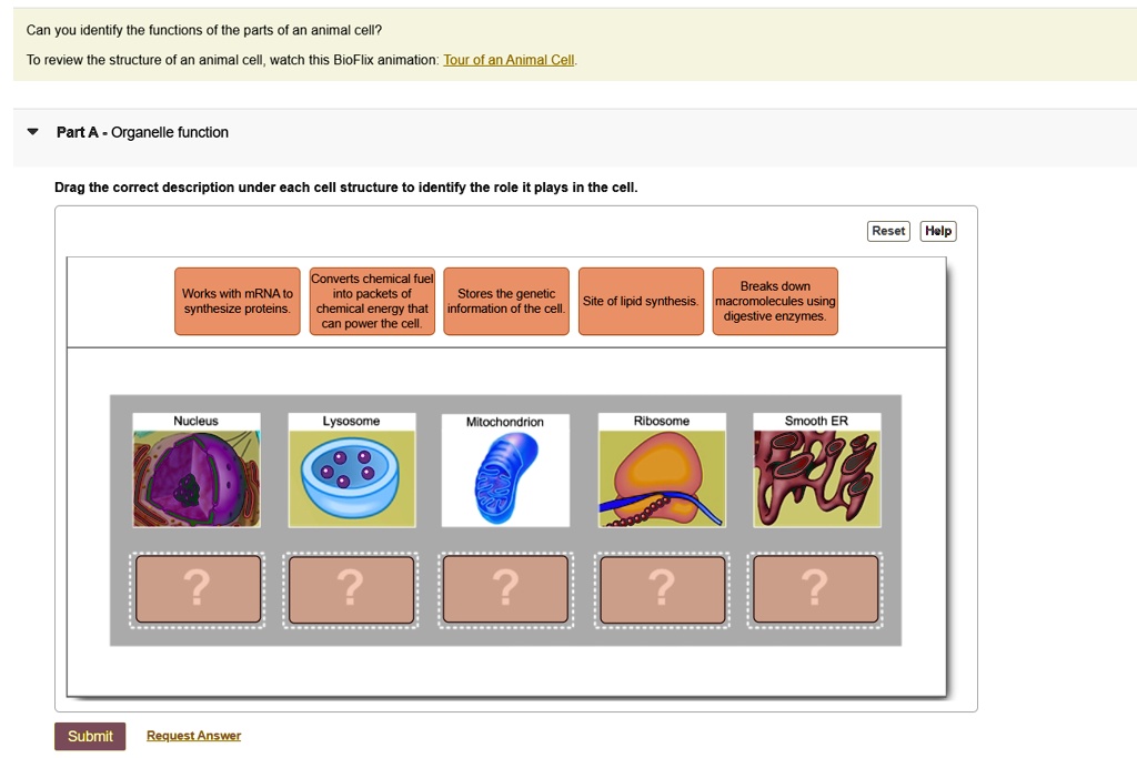SOLVED: Can you identify the functions of the parts of an animal cell ...