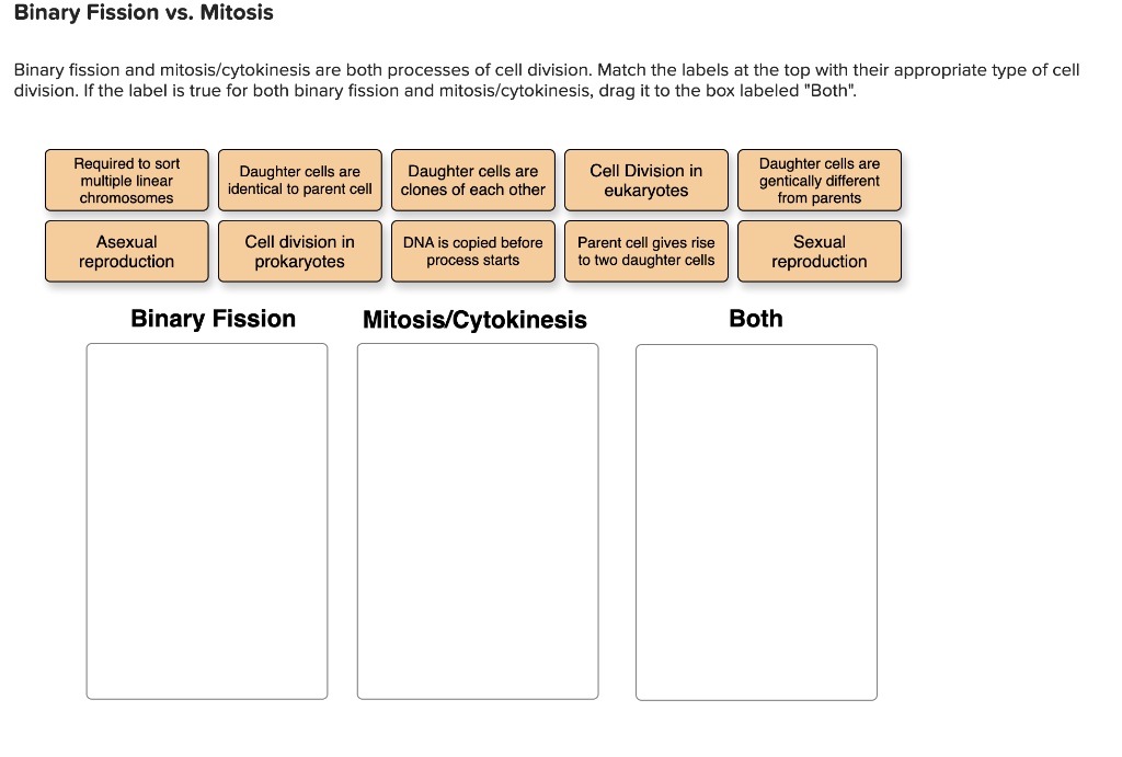 binary fission vs mitosis binary fission and mitosiscytokinesis are ...