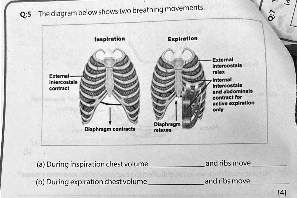 Q:5 The diagram below shows two breathing movements. Inspiration ...