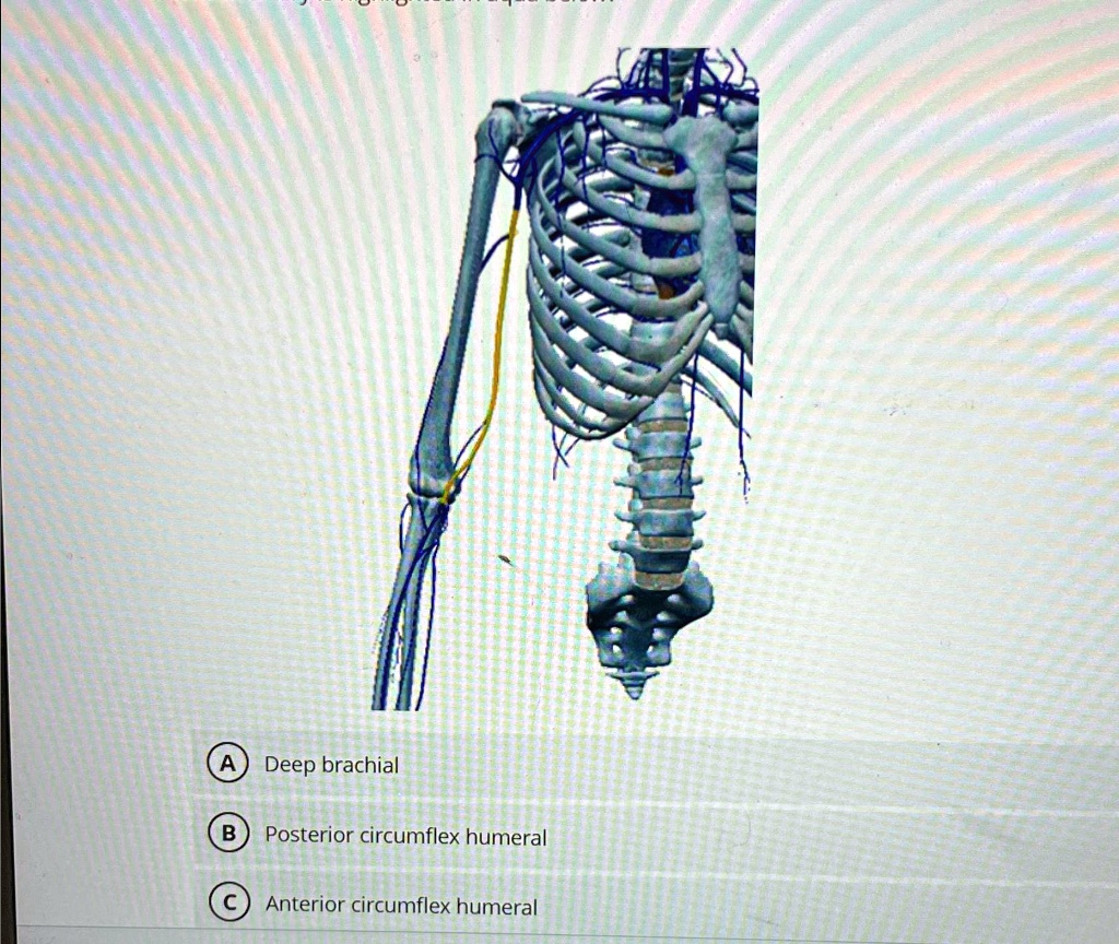 SOLVED: Deep brachial Posterior circumflex humeral Anterior circumflex ...