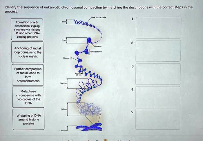 SOLVED: Formation of a three-dimensional zigzag structure via histone H1 and other DNA binding ...