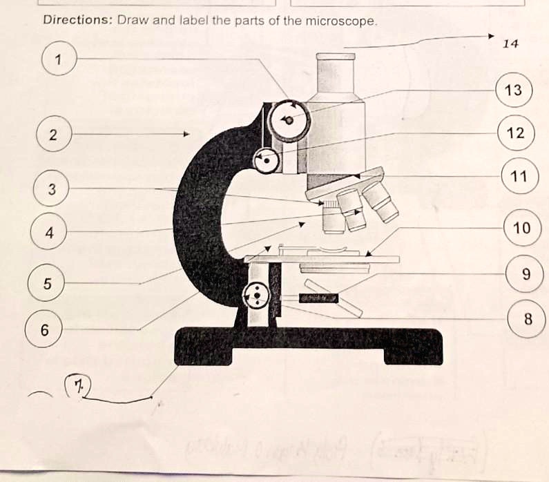 SOLVED: Directions: Draw and label the parts of the microscope. (Name ... SOLVED: Directions: Draw and label the parts of the microscope. (Name ...