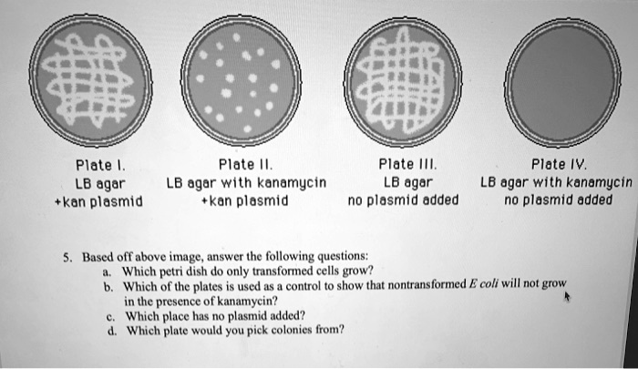Plate III, LB agar Plate LB agar + kanamycin plasmid Plate I. Plate IV ...