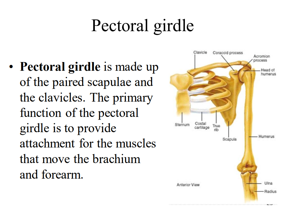 [GET ANSWER] Pectoral girdle - Pectoral girdle is made up of the paired ...