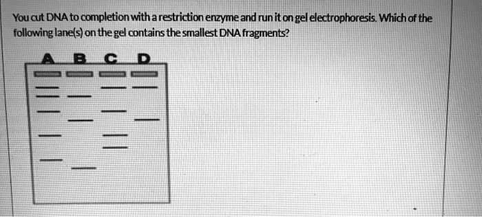 youcut dna t completion with a restriction enzyme and runiton gel ...