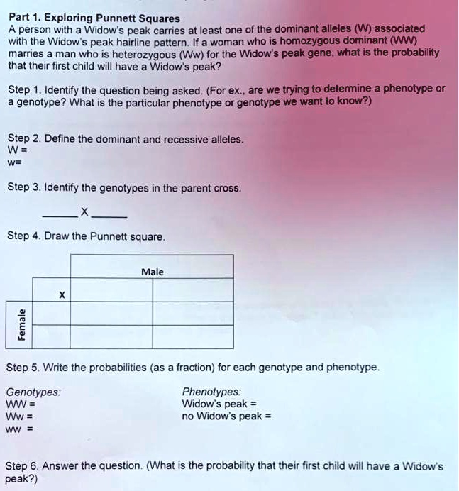 Part 1. Exploring Punnett Squares A person with a Widow's peak carries ...