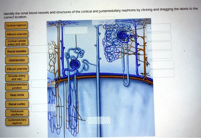 [GET ANSWER] Identify the renal blood vessels and structures of the cortical and Juxtamedullary ...
