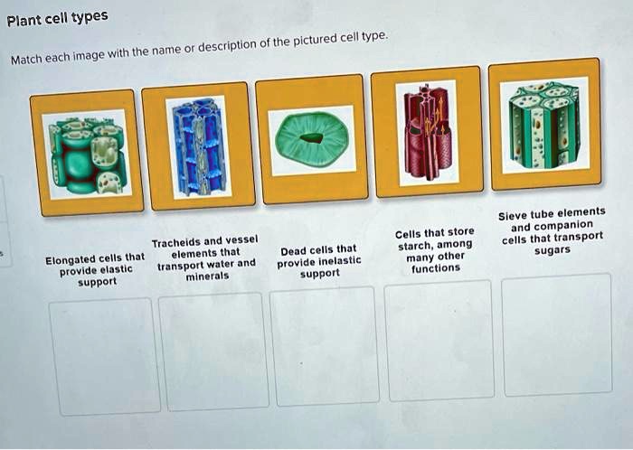 Plant cell types Match each image with the name or description of the ...