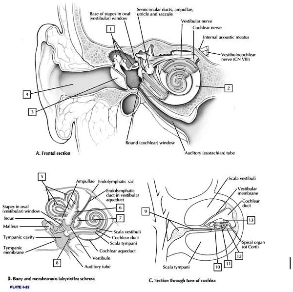 SOLVED: color 1. Middle ear ossicles (malleus, incus, and stapes) (also ...