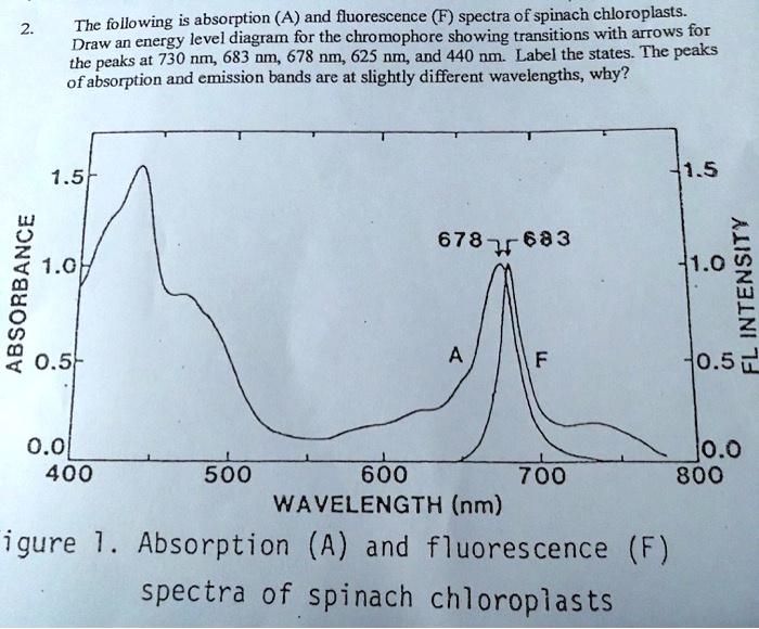 SOLVED: The following is absorption (A) and fluorescence (F) spectra of spinach chloroplasts ...