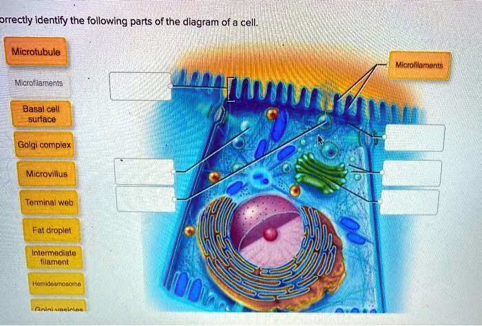 SOLVED: orrectly identify the following parts of the diagram of a cell ...