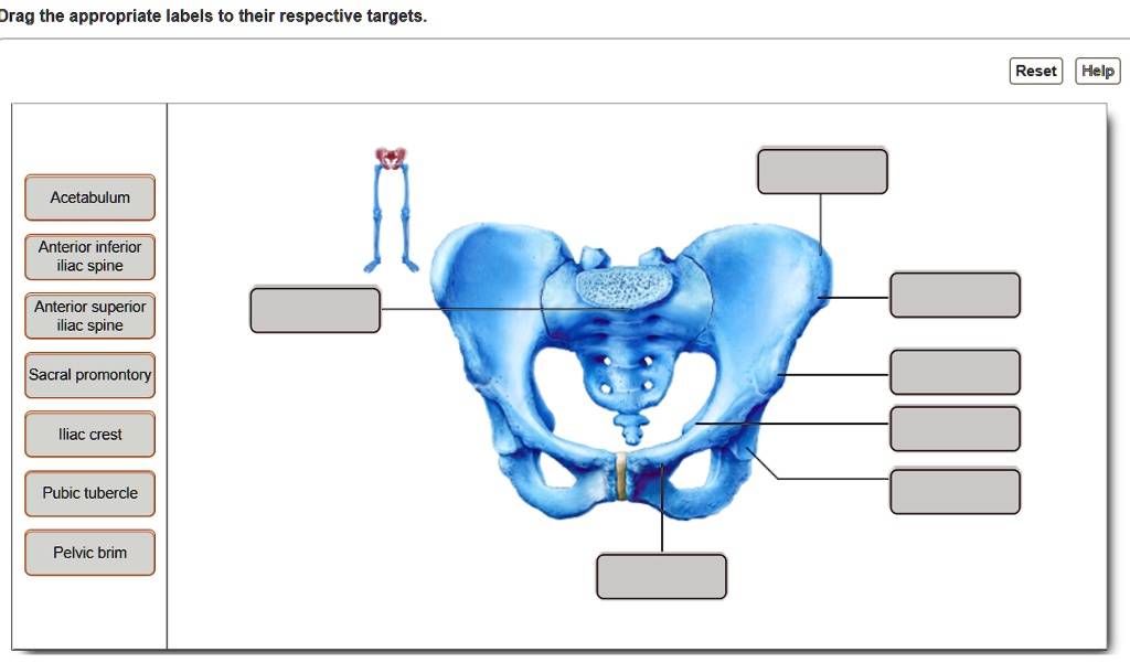 Drag the appropriate labels to their respective targets. Acetabulum ...