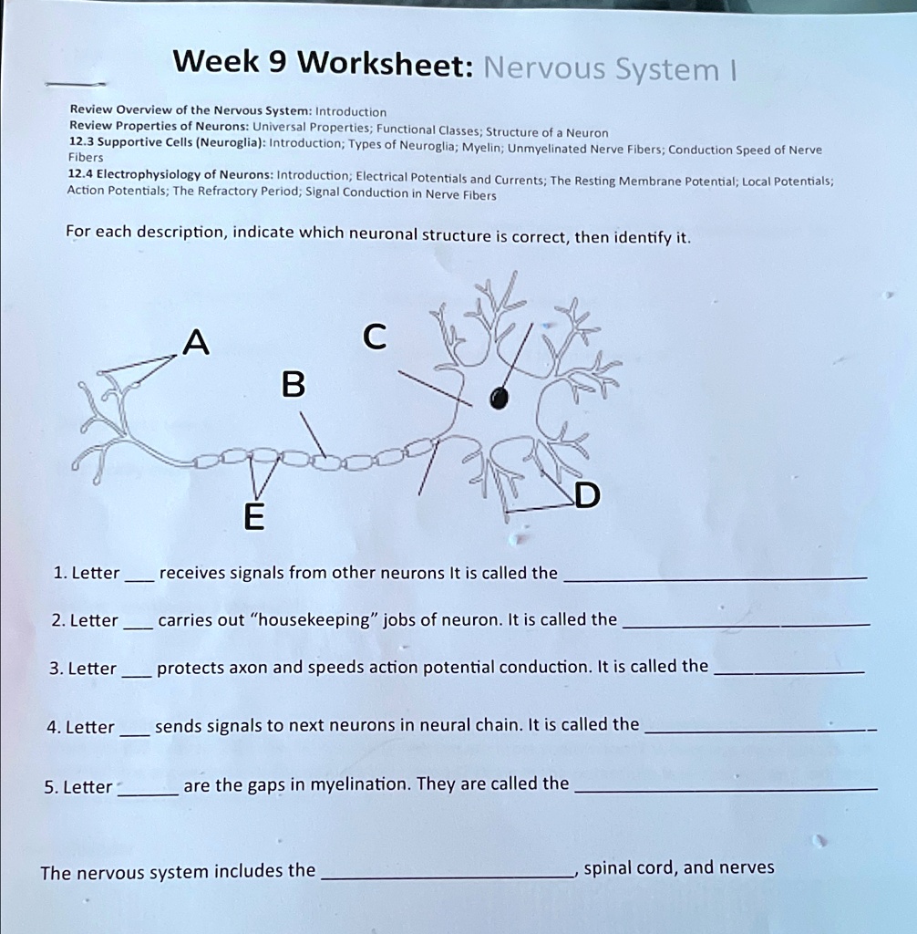 Week 9 Worksheet: Nervous System I Review Overview of the Nervous ...