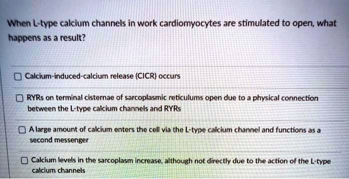 SOLVED:When L-type calcium channels in work cardiomyocytes are ...