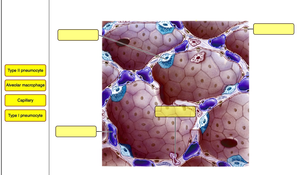 SOLVED: Type II pneumocyte Alveolar macrophage Capillary Type I pneumocyte