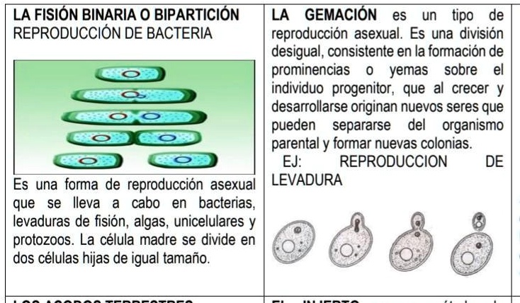 SOLVED: Que diferencia hay entre la bipartición y la gemación . De ...