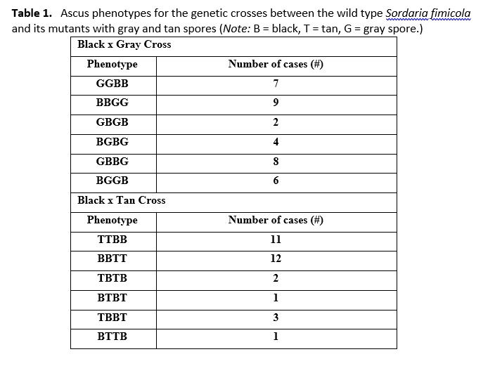 Table 1. Ascus phenotypes for the genetic crosses between...
