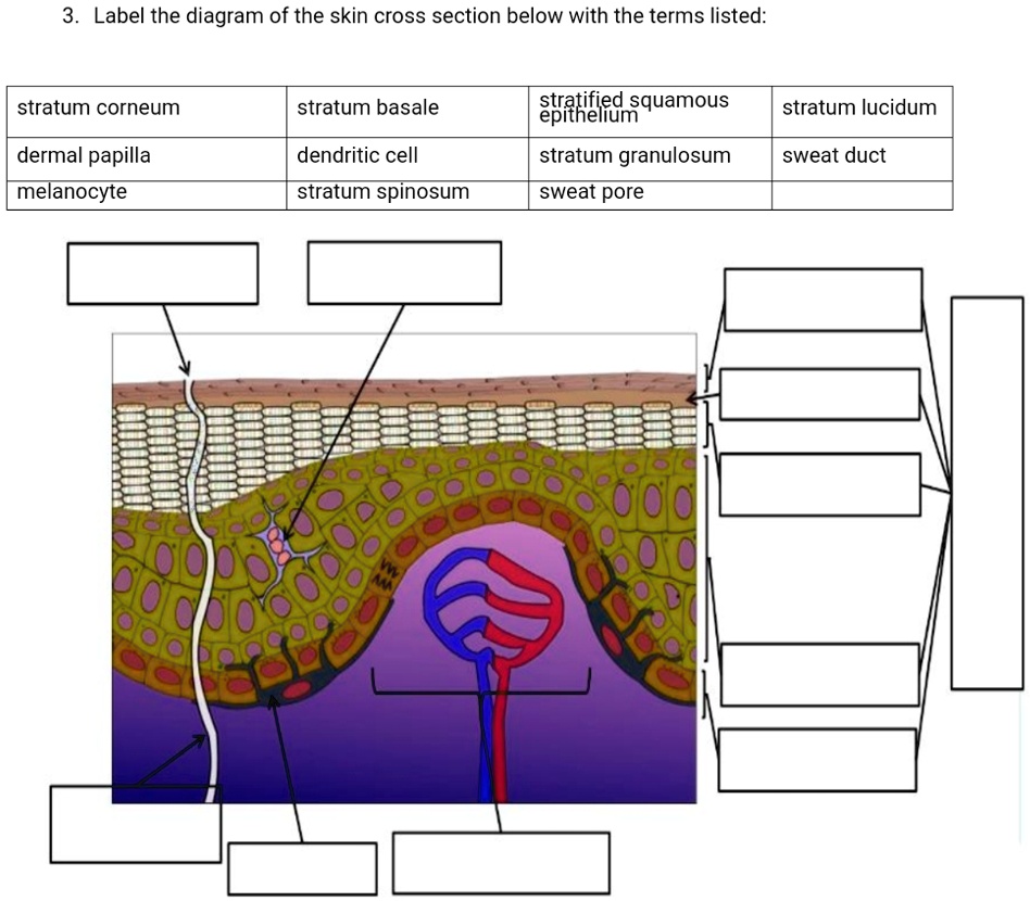 3 label the diagram of the skin cross section below with the terms ...