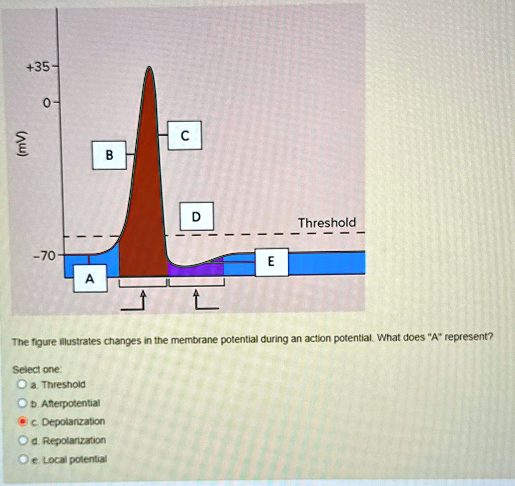 the figure illustrates changes in the membrane potential during an ...