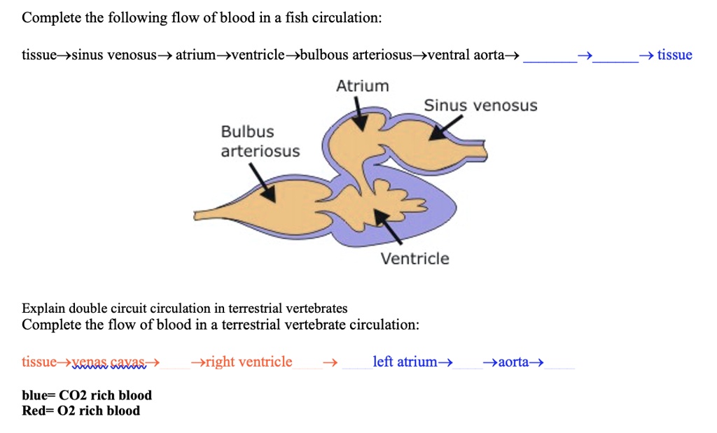 Complete the following flow of blood in a fish circulation: tissue ...