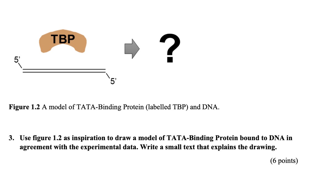 SOLVED:TBP 2 5 Figure 1.2 A model of TATA-Binding Protein (labelled TBP ...