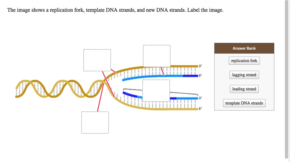 SOLVED: The image shows replication fork; template DNA strands, and new ... SOLVED: The image shows replication fork; template DNA strands, and new ...
