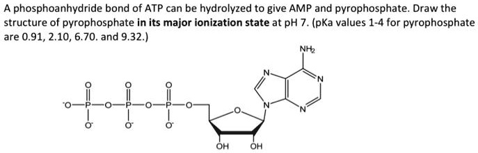 SOLVED: A phosphoanhydride bond of ATP can be hydrolyzed to give AMP ...