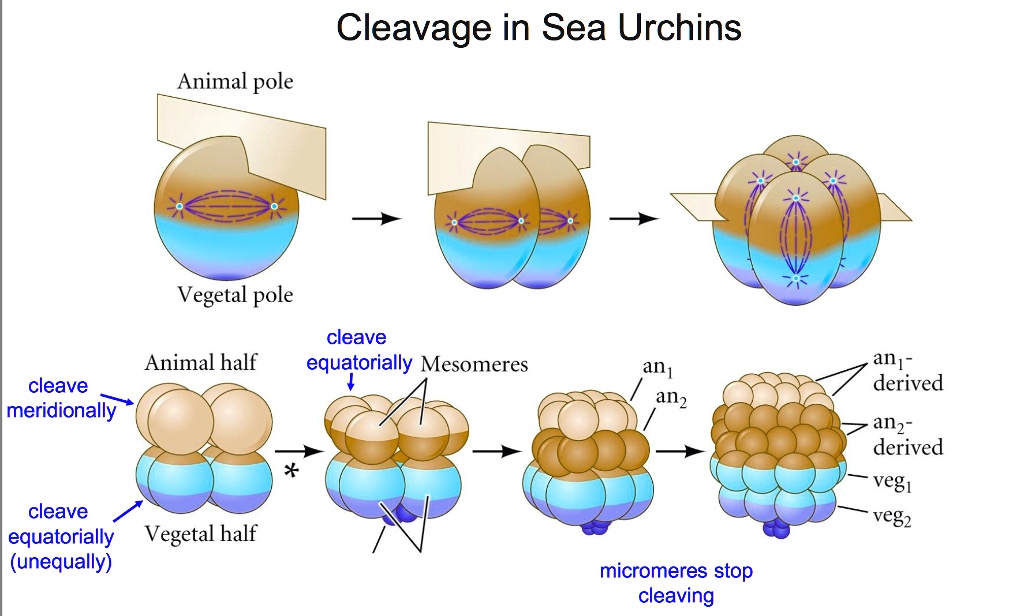 SOLVED: Cleavage in Sea Urchins Animal pole Vegetal pole cleave Animal ...