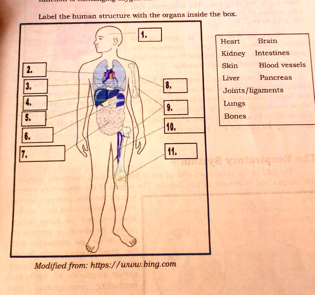 Label the human structure with the organs inside the...