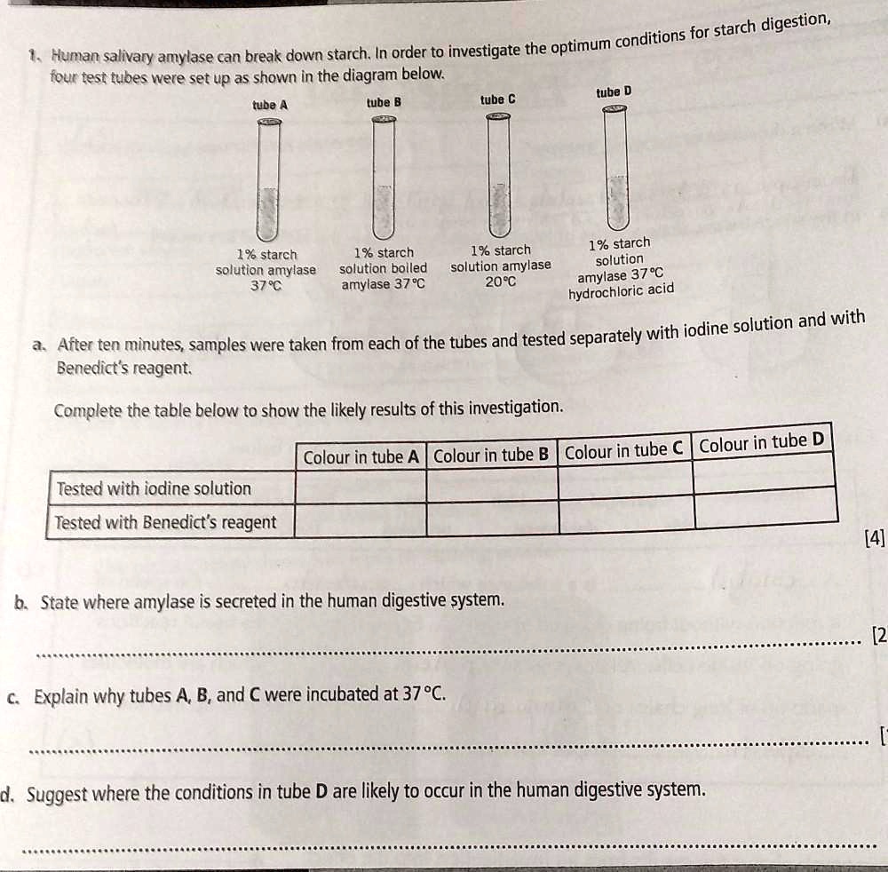 1. Human salivary amylase can break down starch. In order to ...